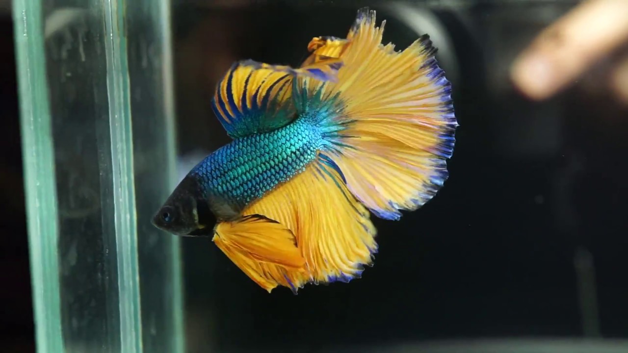 24 Jenis Ikan Laga 2026 (Gambar) | Jenis Betta Fish • Info Ikan laga ...